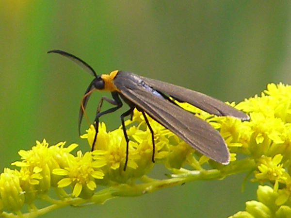 Blue Jay Barrens: Goldenrod Insects