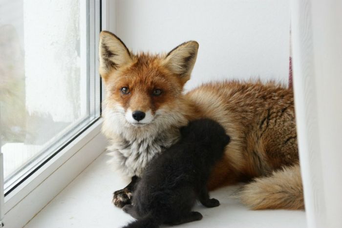 deroucicho: Rare Pets