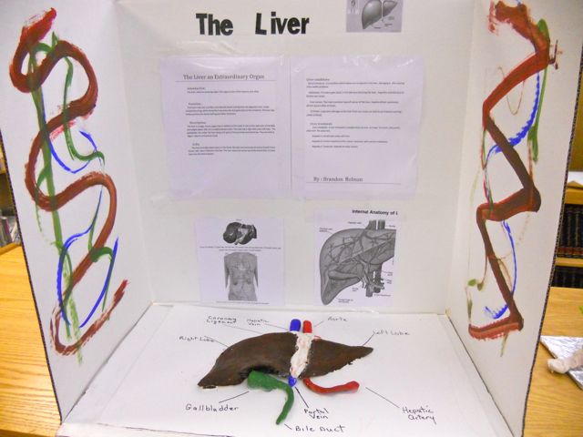 WAE School of the Medical Arts: 5th Grade Organ Projects