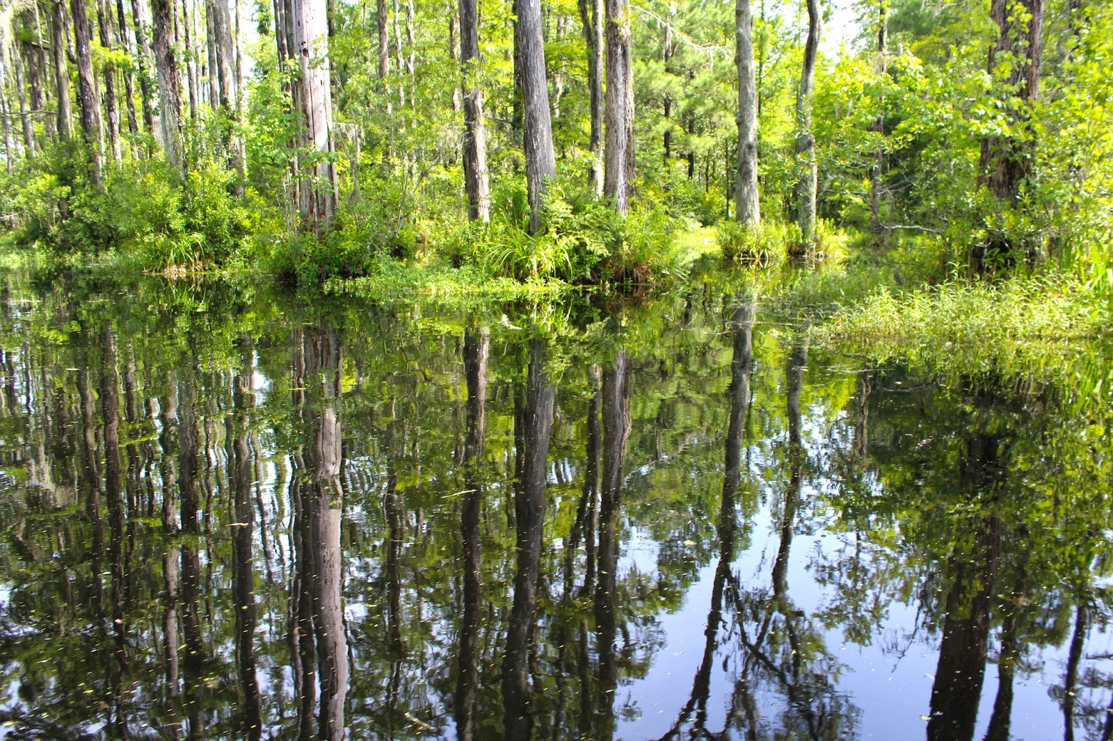 Making Restorations: Swamped!