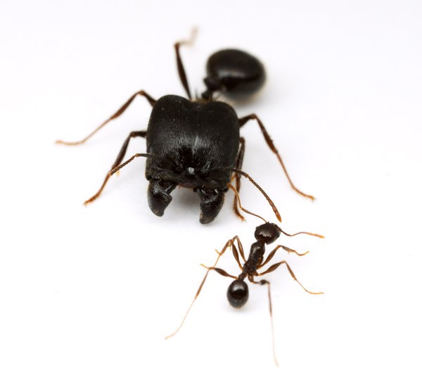 Universo Henrique: "Formigas Super Soldados"