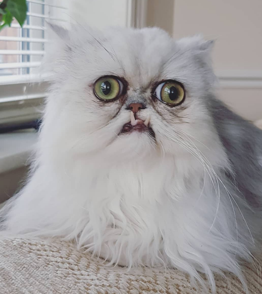 People Were Concerned About Wilfred The Cat, So We Got Answers - Best Pets