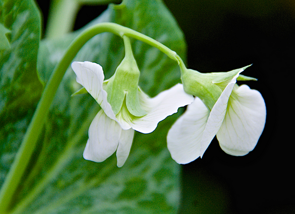 Catatan prestasi Guru Biologi: INVESTIGASI MENDEL TENTANG HEREDITAS
