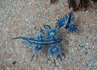 Delightful Departures: Freaky Fish Friday - Blue Dragon (Glaucus ...