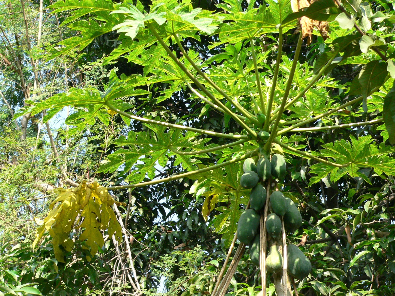 Aggregata Plants & Gardens