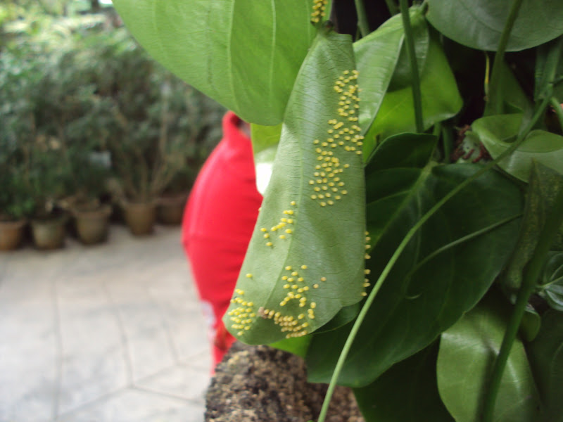 Atuk: PEMBIAKAN RAMA-RAMA