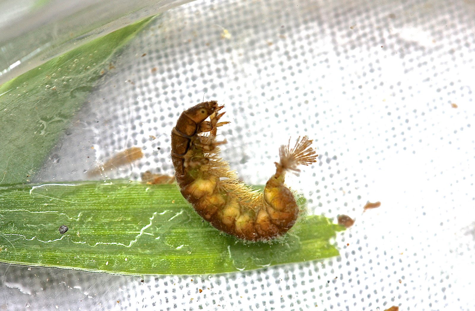 Aquatic Insects of Central Virginia: Ceratopsyche sparna/Hydropsyche ...