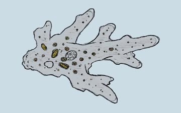 life in biology: PROTISTA-Protozoa