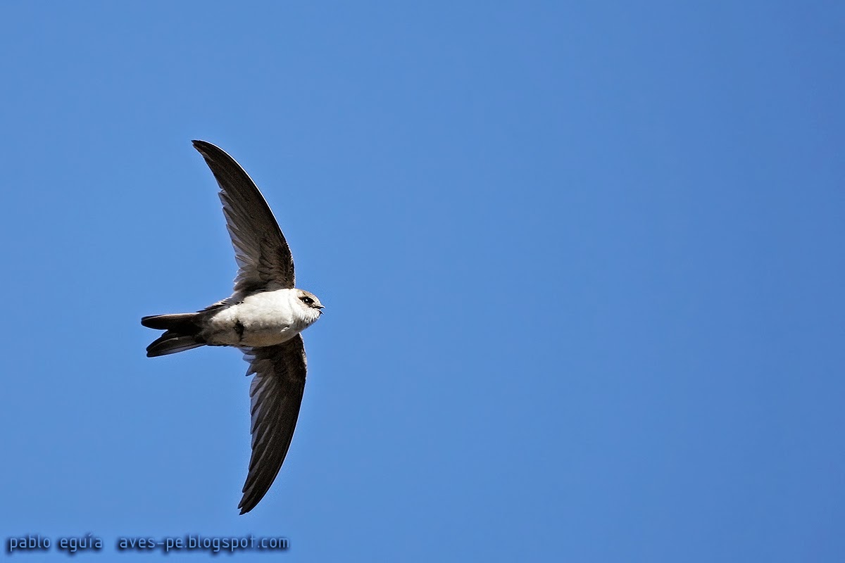 mis fotos de aves: Aeronautes andecolus Vencejo Blanco Andean Swift