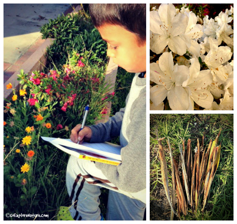 Outdoor Math Game: Counting Items in Nature - GoExploreNature.com