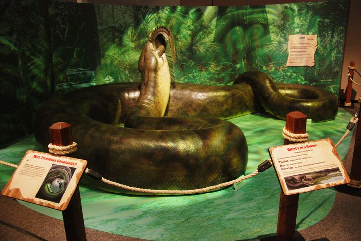 Mundo Pré-Histórico: Titanoboa, a serpente monstruosa
