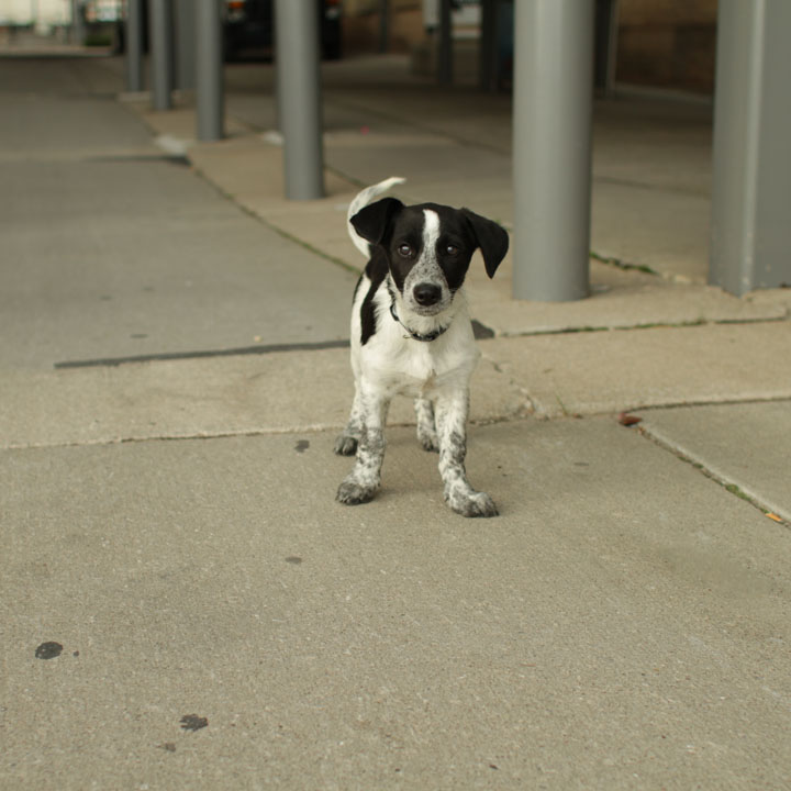 Unnamed Pointer Mix puppy