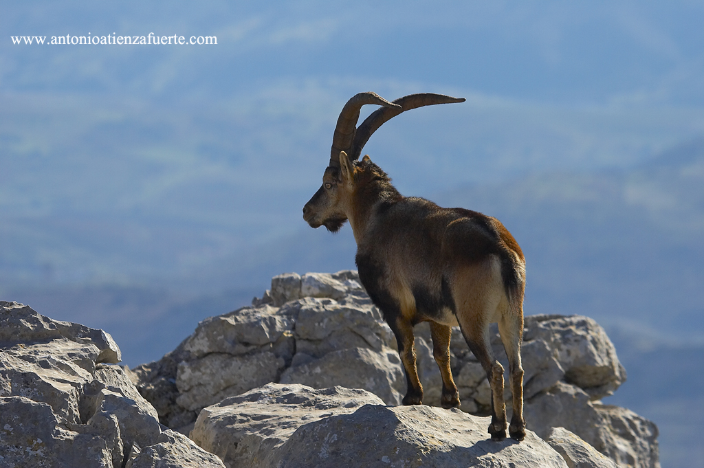 Escuchemos a la Naturaleza: LAS CABRAS MONTESES DEL SUR ( Capra ...