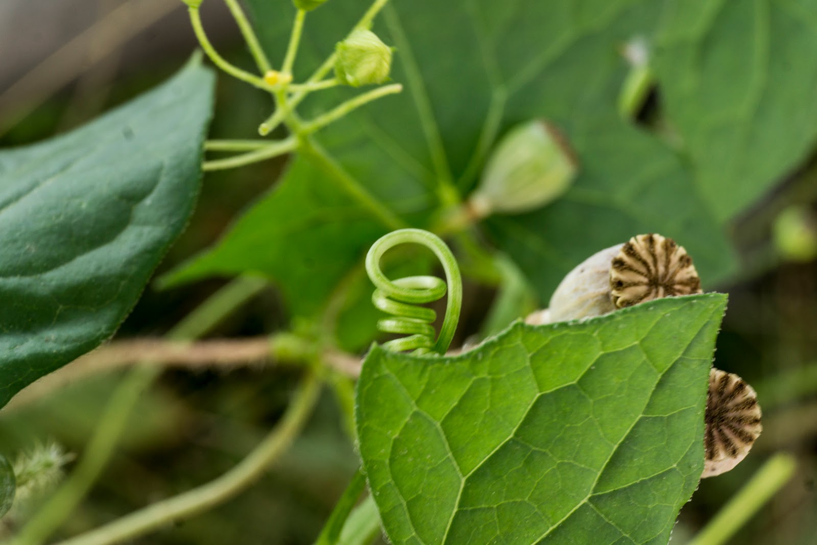 Plantas de Huerta Otea, Salamanca: Nueza (Bryonia cretica subsp. dioica)