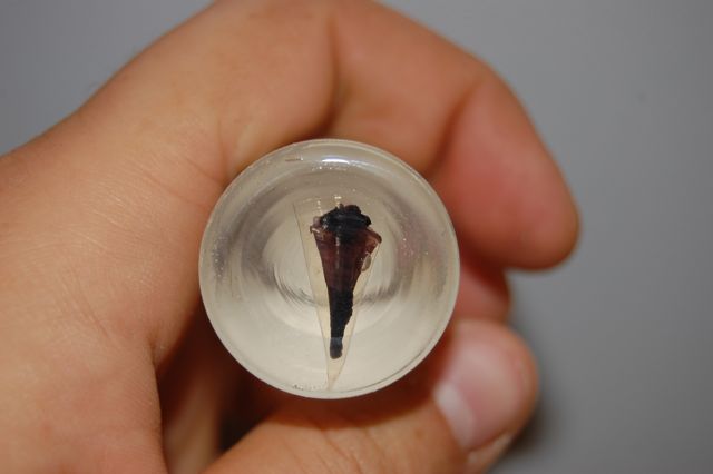 Charismatic Microfauna: Pteropods and the Arts