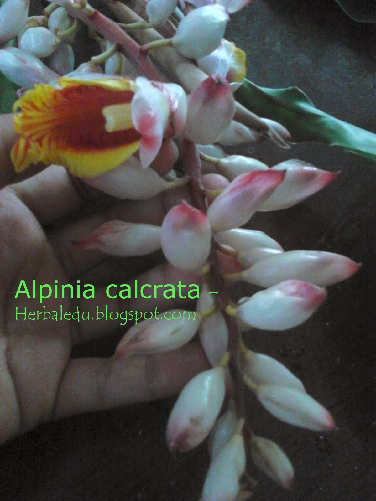 Alpinia calcarata -(Araththa) -අරත්ත. - Herbal Plants of Asia