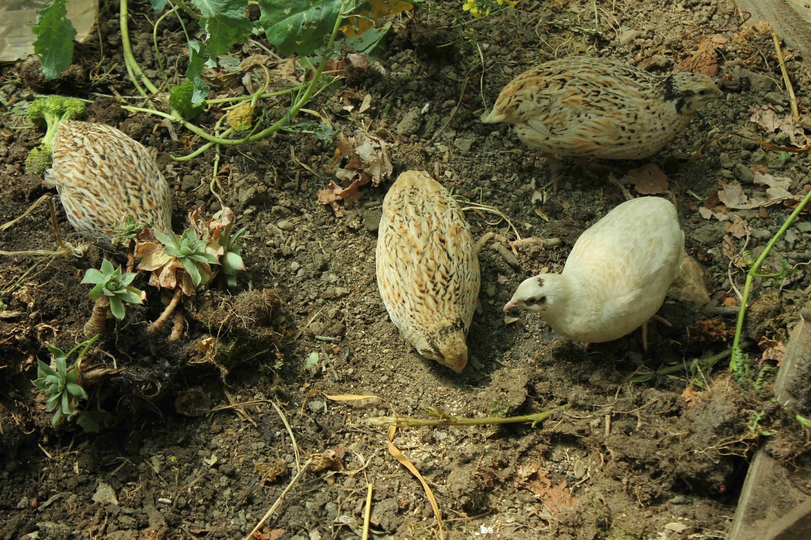 Colours of Coturnix Japonica Quail Part Two - The Golden | The Holistic ...