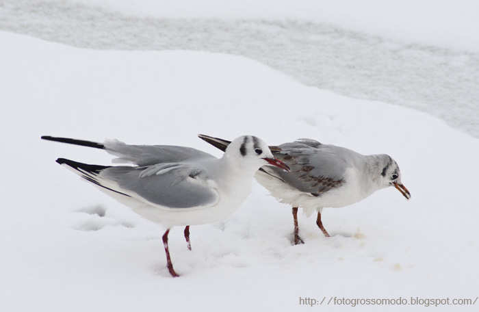 In linii mari: Pasari