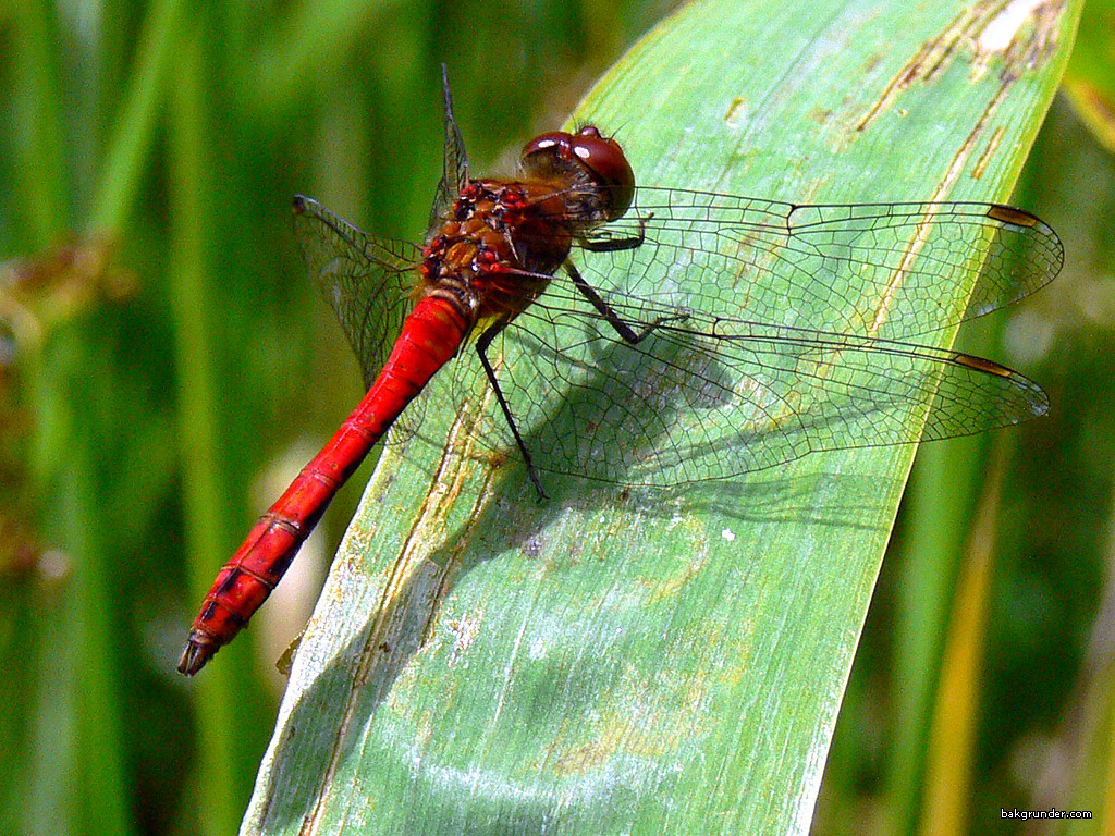 A la palestra : INSECTO ODONATO - Libélula roja - Sympetrum sanguineum