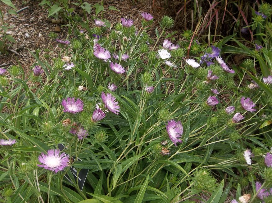 Future Plants by Randy Stewart: Stokes Aster