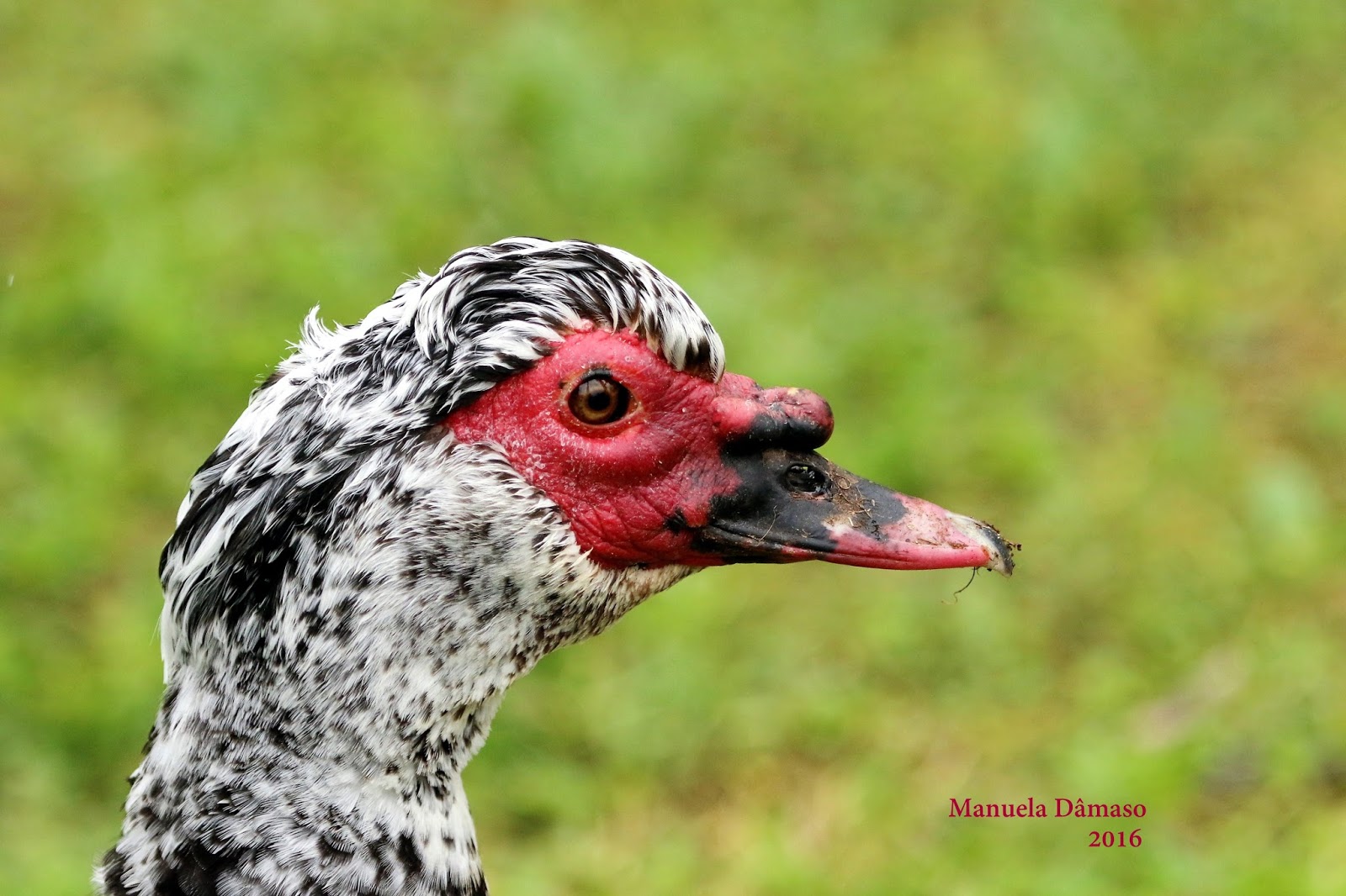 Voando na Natureza: Pato Mudo