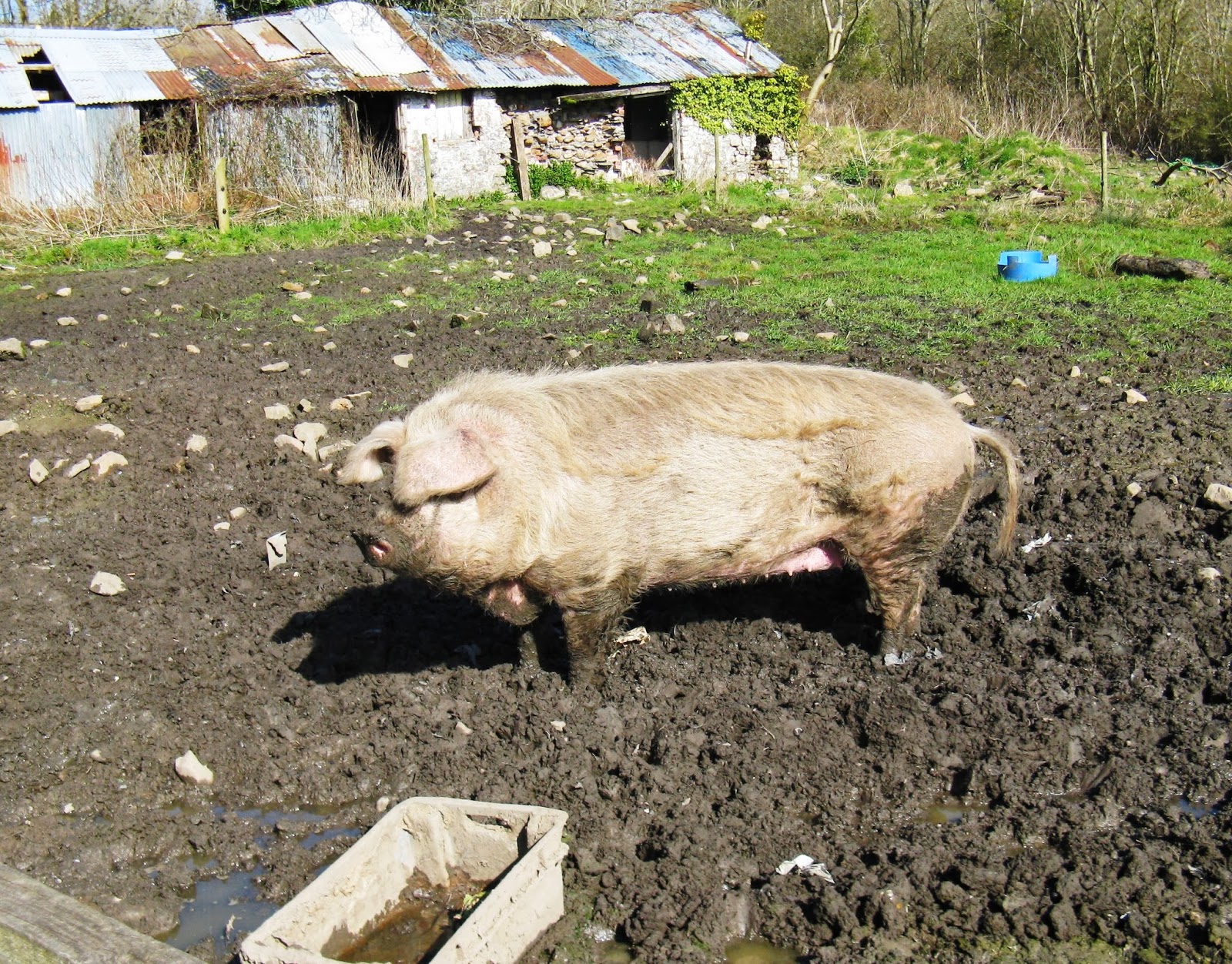 Professor P.Brain's blog: Making Pigs of Themselves?