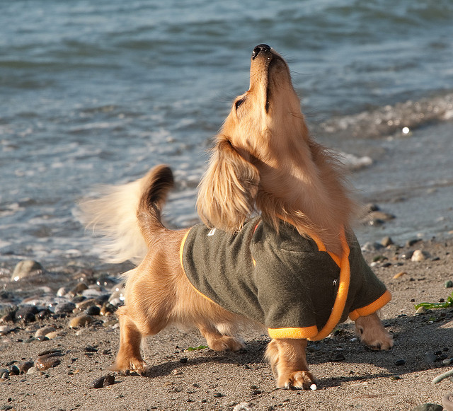 Beautiful World : These Gorgeous, Gracious and Funny Animals!