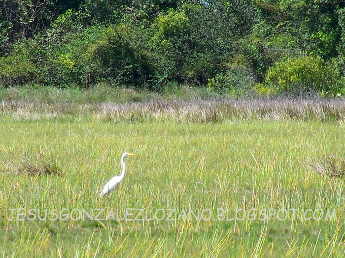 FOTOGRAFIAS JESUS GONZALEZ L.: Jardin de la Garza llanera