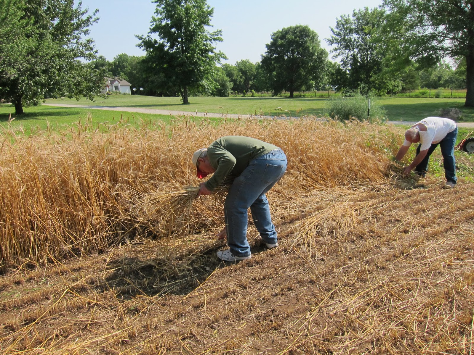 Chicken Creek Journal: Bringing in The Sheaves