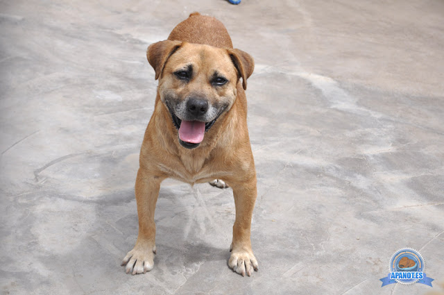 PAPI: el pequeño gran perro no se acostumbra a estar encerrado