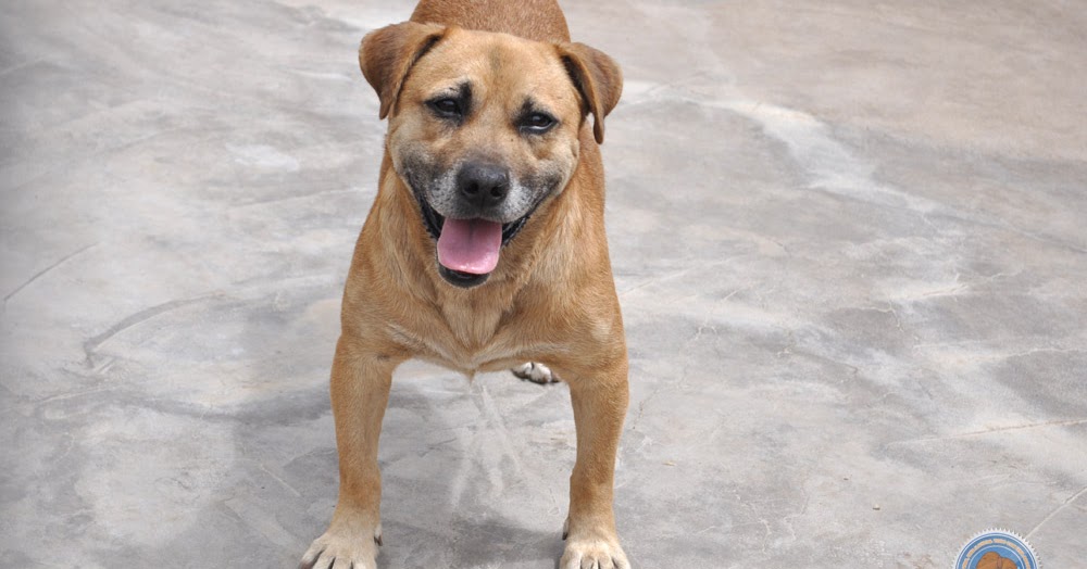 PAPI: el pequeño gran perro no se acostumbra a estar encerrado