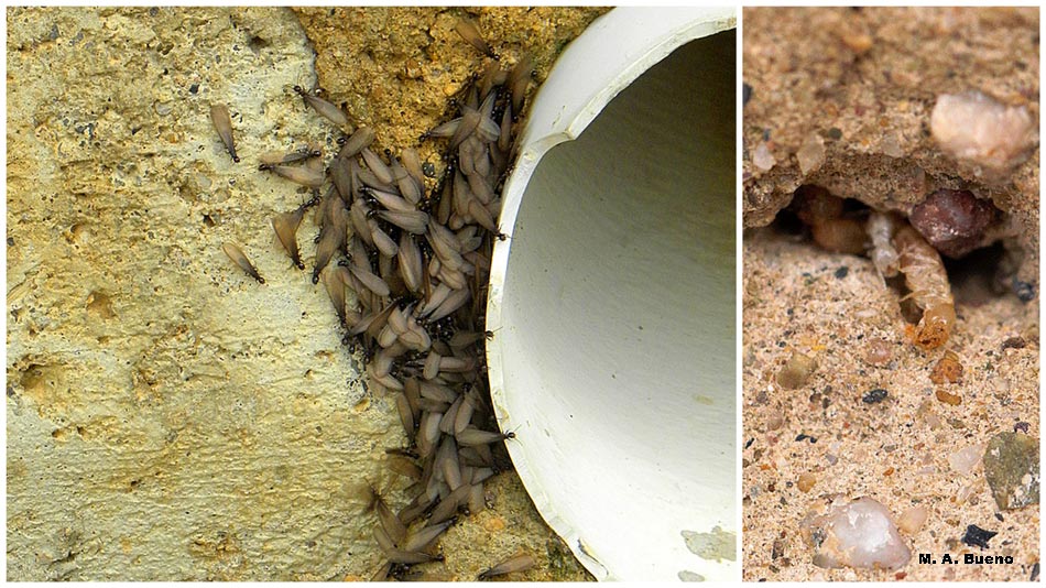 Foto-Natura-Huesca: SALIDA DE LOS FUTUROS REYES TERMITAS - ISÓPTEROS ...