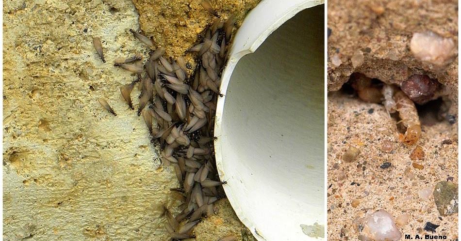 Foto-Natura-Huesca: SALIDA DE LOS FUTUROS REYES TERMITAS - ISÓPTEROS ...