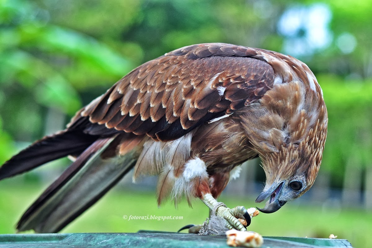 Burung helang di padang permainan 2B2