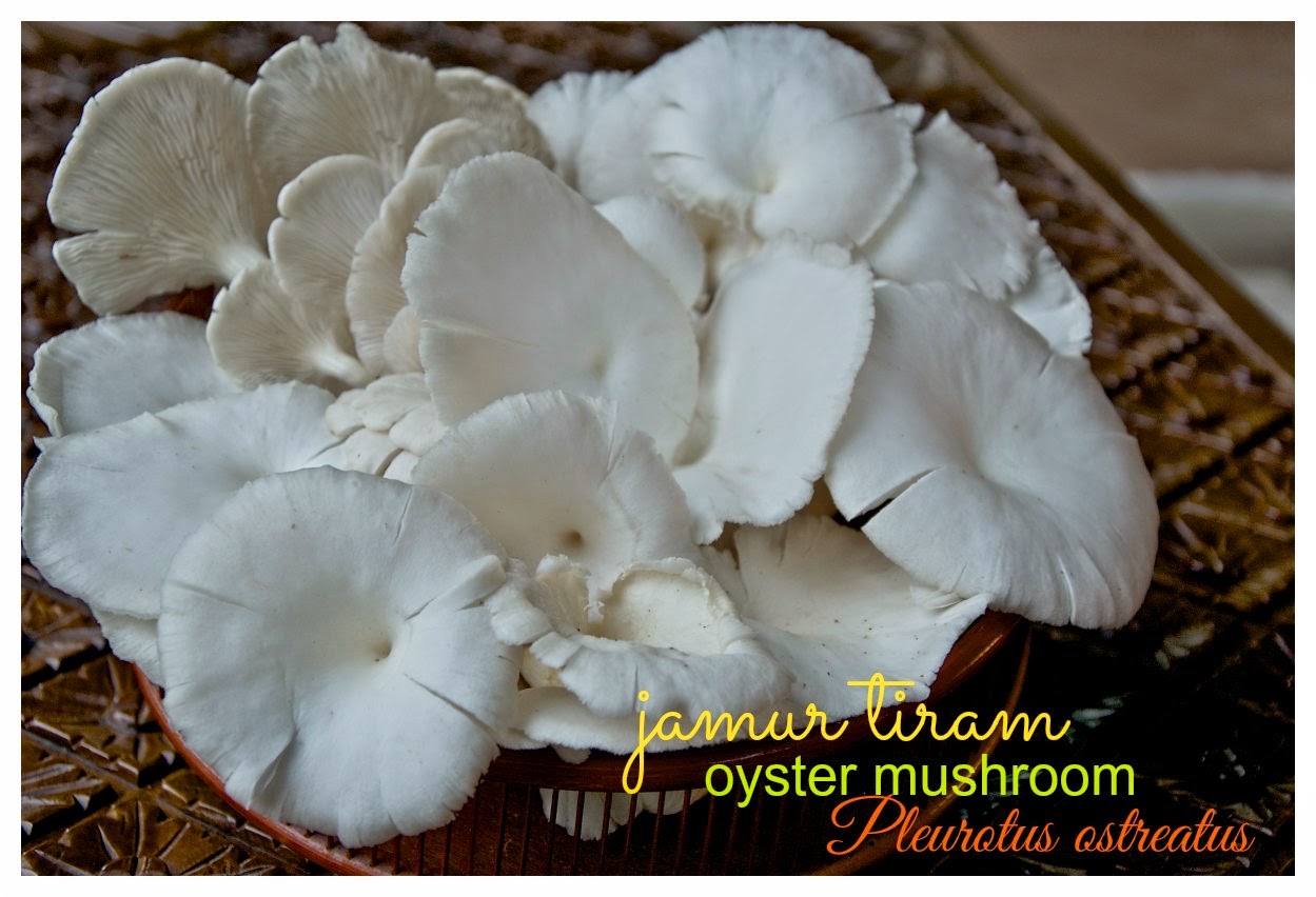 Jamur Goreng Crispy ( Crispy Oyster Mushroom)