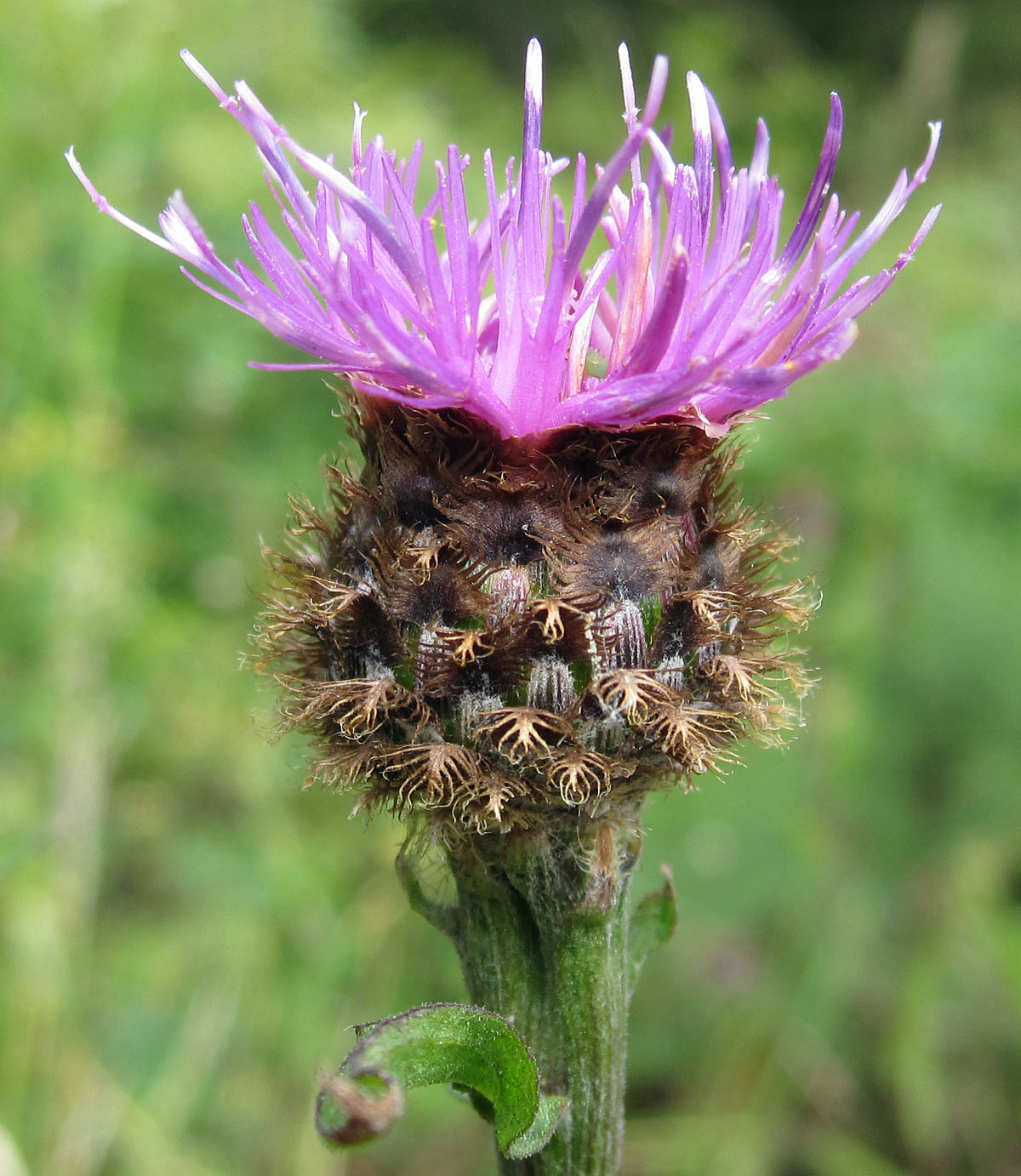Common Knapweed | Naturally