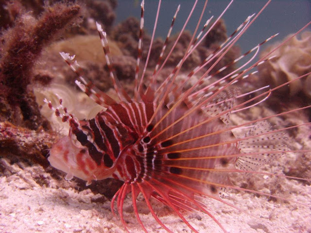 Scuba Diving Phuket - Similan Islands - Phuket Thailand.: A Quick Guide ...