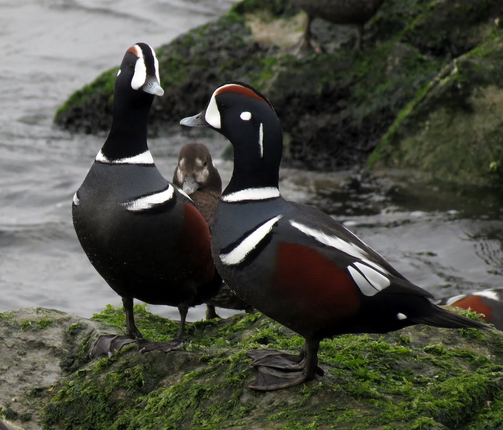 Chris's 2012 Bird-a-Day Blog: February 8 - Harlequin Duck