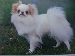 Pasemski psi: Japonski španjel