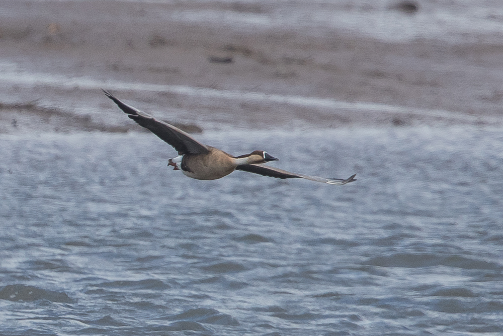 Colyton Wildlife: Trio of Geese, a Swallow and a Knot
