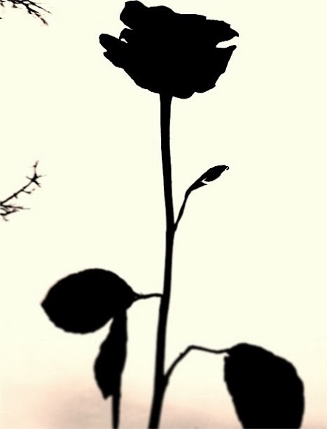 TIMBERWOLF PHOTOGRAPHY: PROJECT #8: SILHOUETTES (15+)