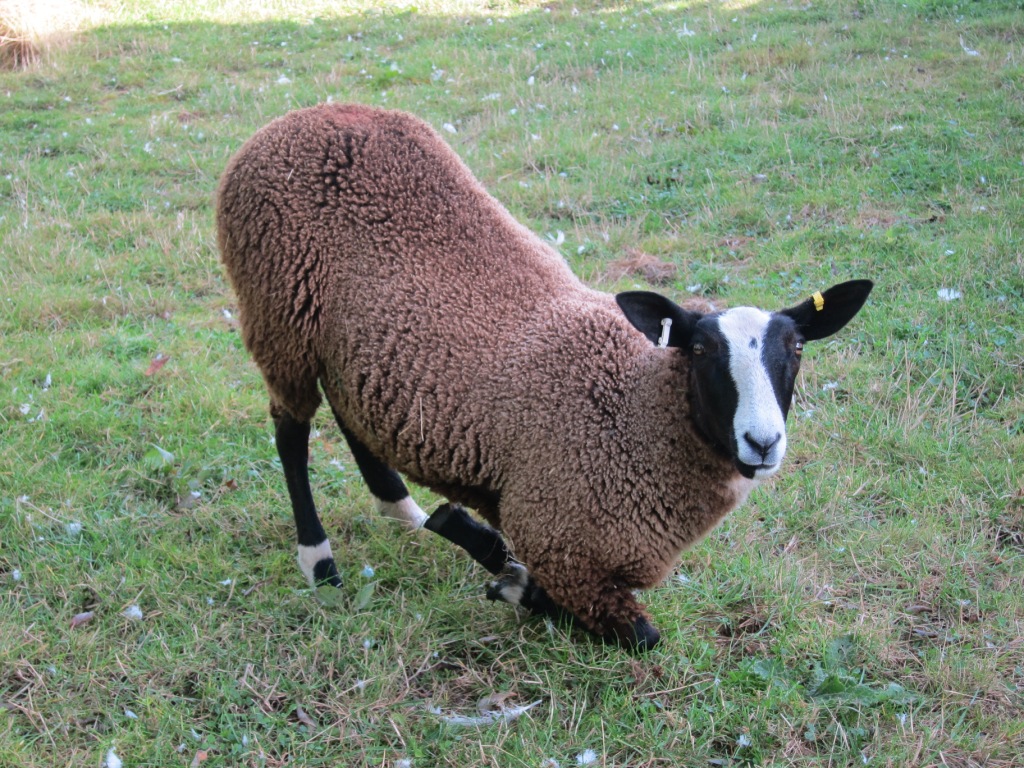 Tales from Swallow Farm: The kneeling sheep