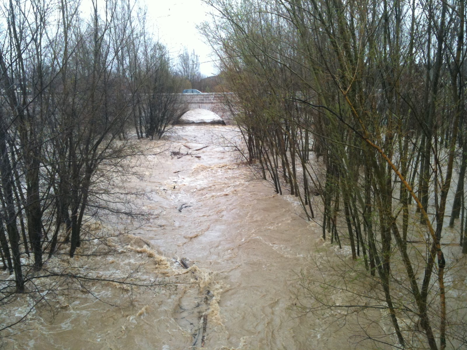 cosas que compartir: El bosque de ribera, un ecosistema en extinción