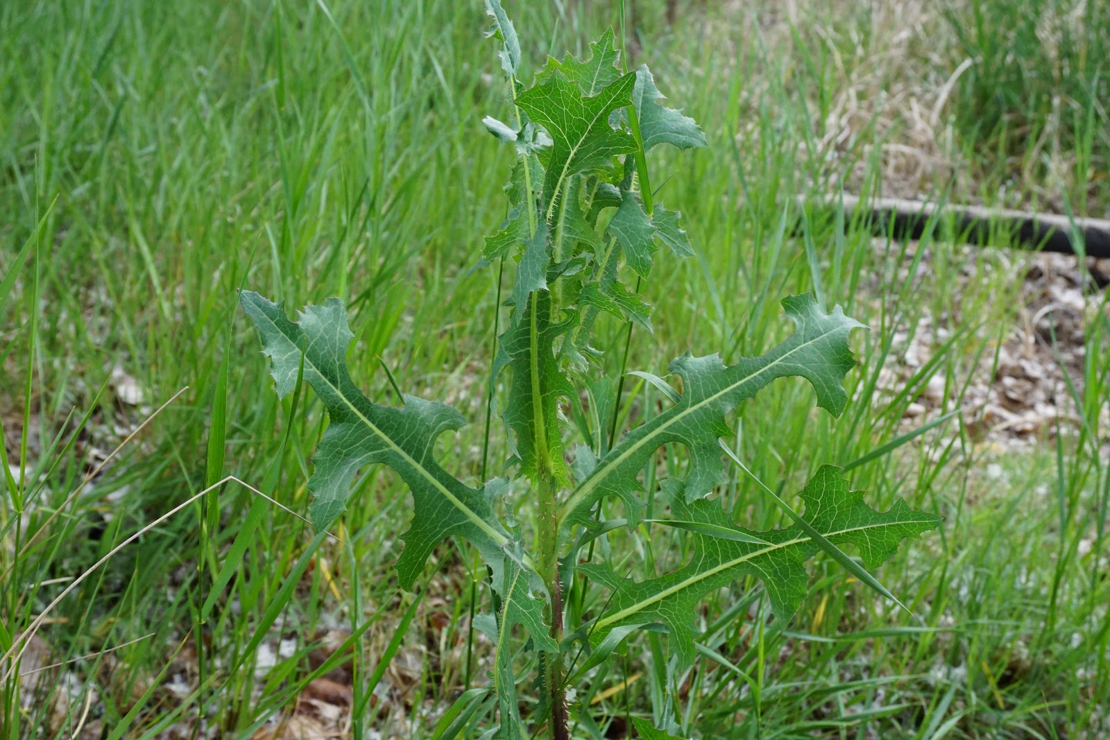 Plantas de Huerta Otea, Salamanca: Lactuca, lechuga (Lactuca virosa)