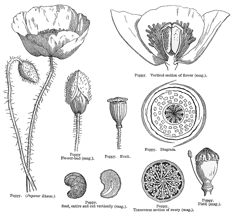 Something: Poppy, make mine a double