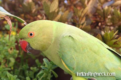Indian Ringneck / Rose-Ringed Parakeet: Sexing Your Ringneck Parrot