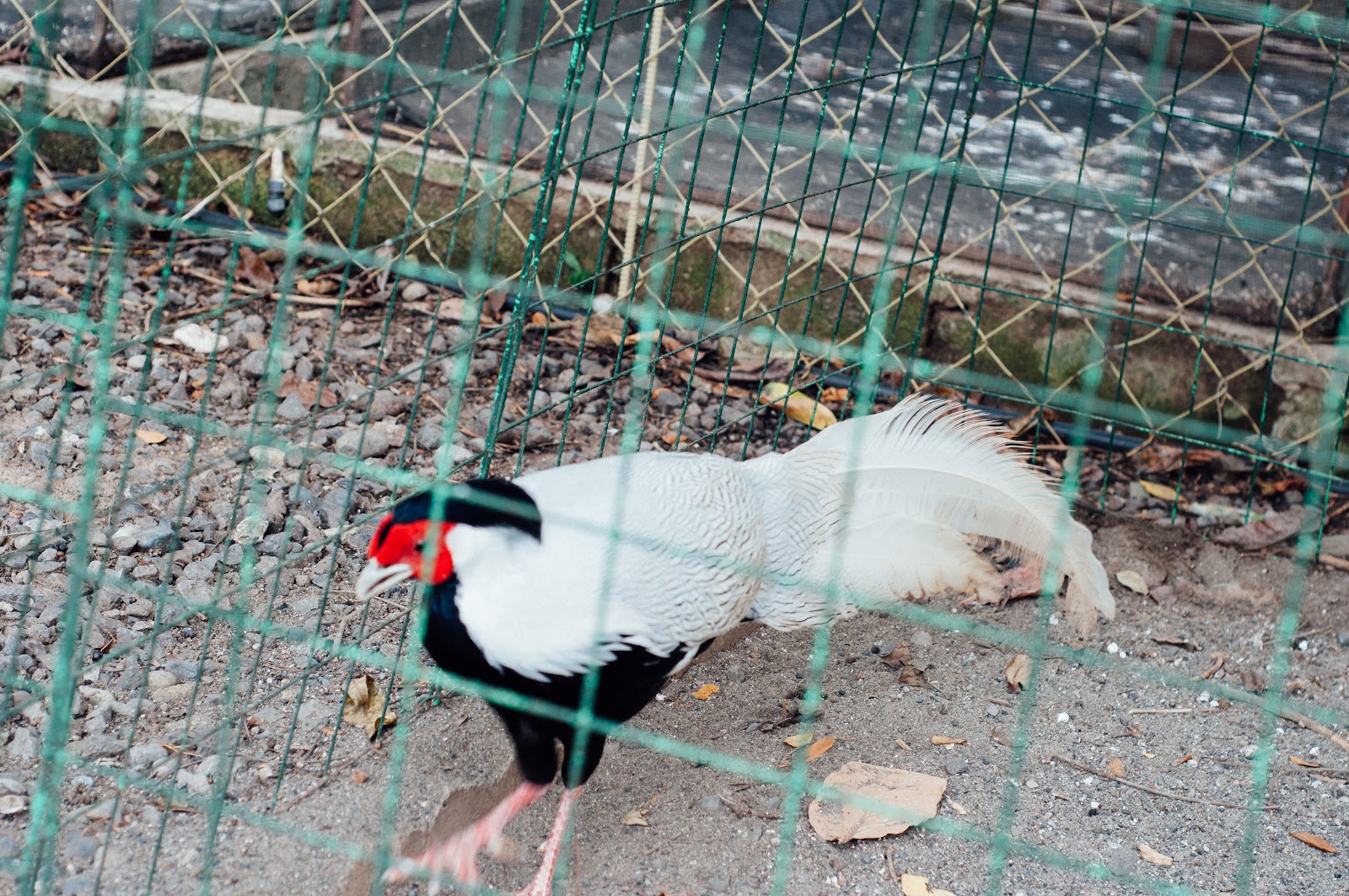 Discover Davao : Davao Crocodile Park - Ochi In The City