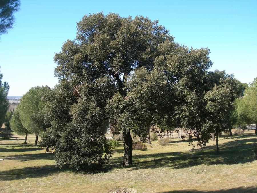 Dehesa de la Villa Naturaleza viva: febrero 2012