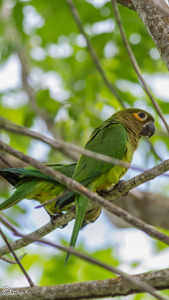 Nosoloaves - Aves del mundo (Birds of the world): Aratinga pertinaz ...