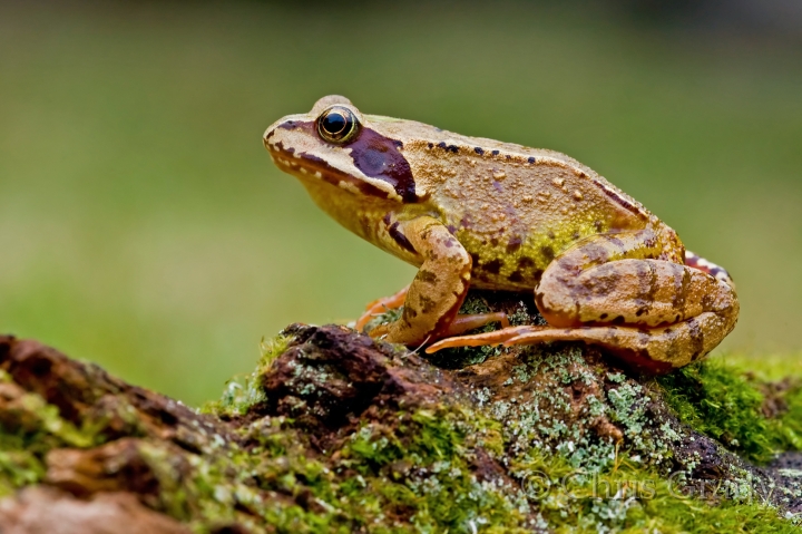 Common Frog | Photos and Info | The Wildlife